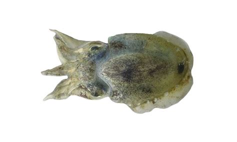 Cuttlefish Marine Biodiversity Portal Of Bangladesh