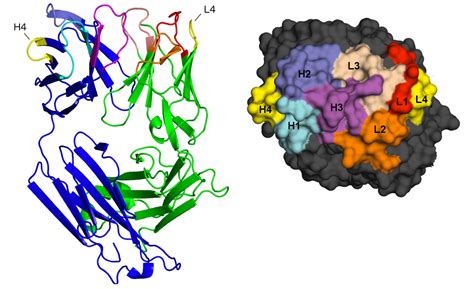 Its Been Here All Along Analysis Of The Antibody De Loop Oxford