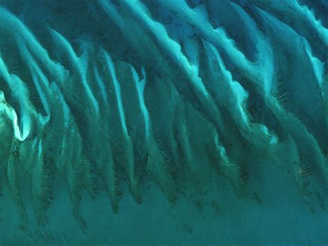 ocean biology daac nasa earthdata