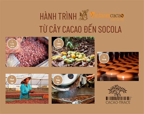 Hành Trình Từ Cây Ca Cao đến Thành Phẩm Sô Cô La Vietnamcacao