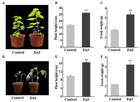 Characterization Of Pseudomonas Sp En3 An Endophytic Bacterium From