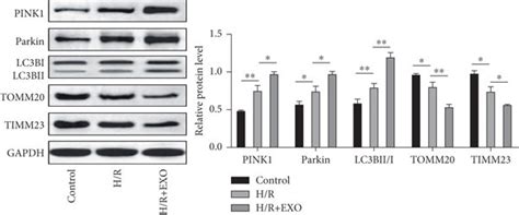Bmsc Derived Evs Suppressed Apoptosis And Inflammasome Activation And