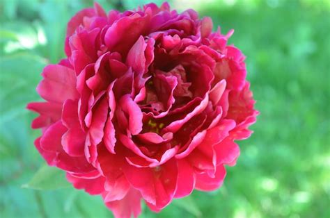 Premium Photo Peony