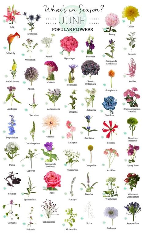 June Flowers Wholesale Wedding Popular Flowers In June Seasonal