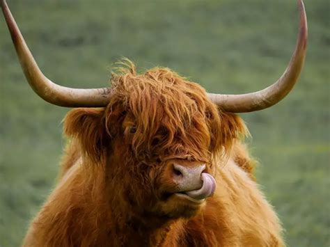 Whats The Difference Between Cow And Ox AllDifferences