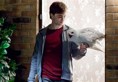 Hedwig Official Harry Potter Encyclopedia