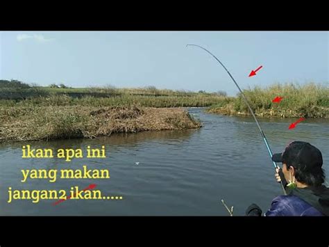 Mancing Ikan Di Spot Ini Dapatnya Lumayan Apa Lali Pas Cuaca Cerah