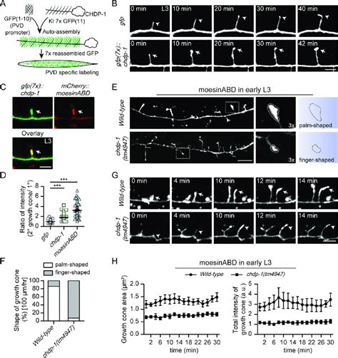 Loss Of Chdp 1 Causes Reduced Actin Assembly In The Dendritic Growth Download Scientific