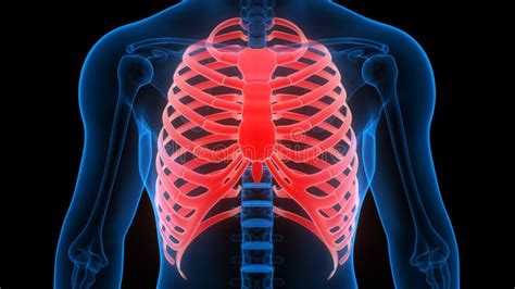 Rib Cage Of Human Skeleton System Anatomy X Ray 3d Rendering Stock