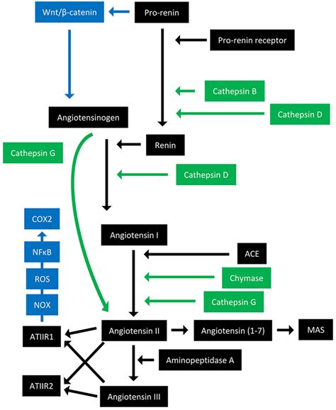 Overview Of The Renin Angiotensin System With Its Bypass Loops And