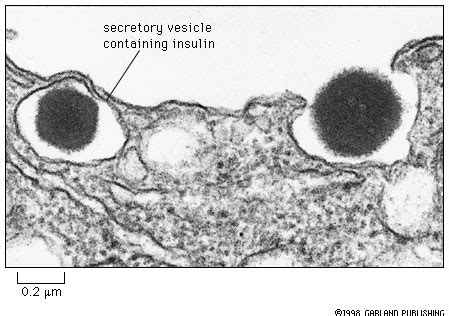 Secretion
