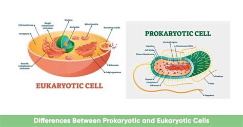 Prokaryotic Vs Eukaryotic Cells