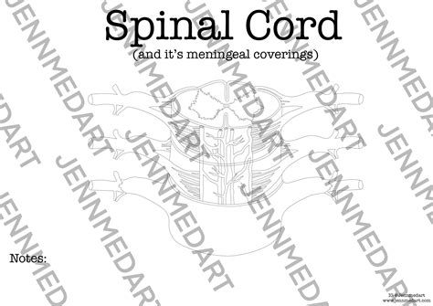 Spinal Cord Anatomy Coloring Page Blank Digital Download Nervous