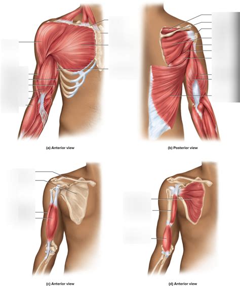 Superficial And Deep Anterior And Posterior Rotator Cuff Muscles Diagram