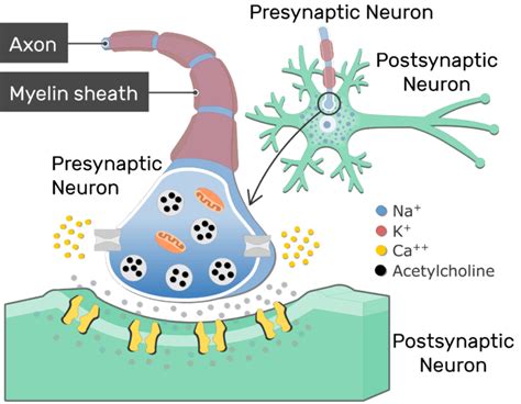 Postsynaptic Cell Diagram