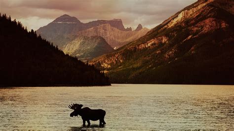 Landscape Nature Animals Moose Lake Mountains Trees Elk