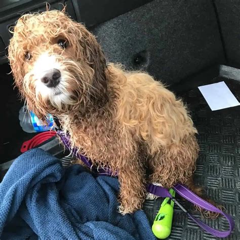 Do Cockapoos Smell 5 Easy Ways To Fix A Stinky Cockapoo Oodlelife®