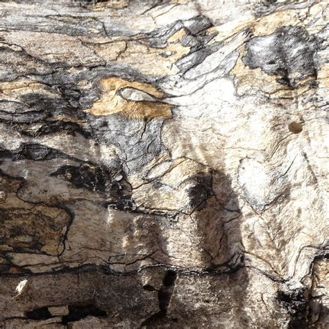 The Trees Topography Leaf And Twig