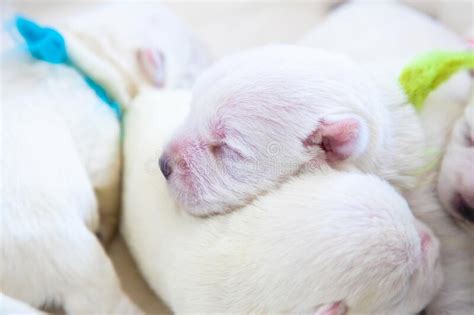 Newborn Puppies Bread West Highland White Terrier Or Westie Sleeping
