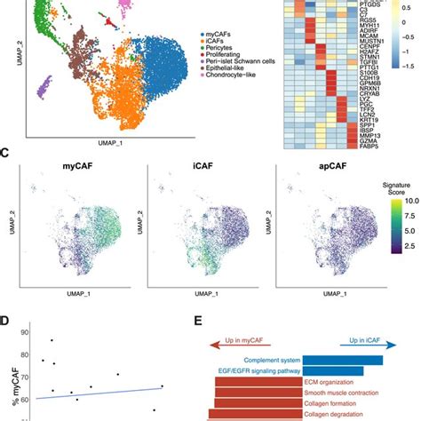 Charting The T Nk Landscape In The Pdac Tumor Microenvironment A Umap