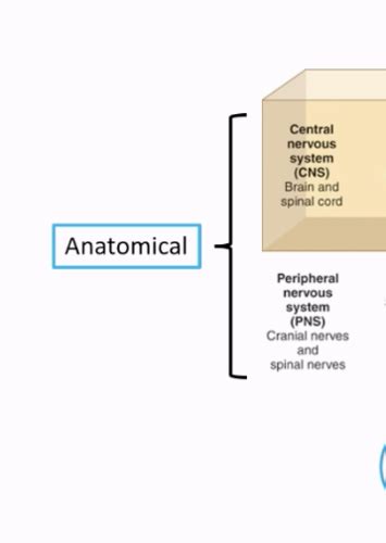 Nervous System Flashcards Quizlet
