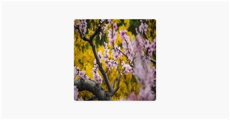 ‎개나리와 진달래 조정혁의 노래 Apple Music