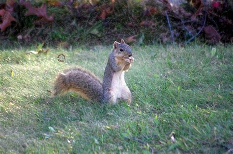 Squirrels In My Pants 3 By Oldiebutgoodie On Deviantart