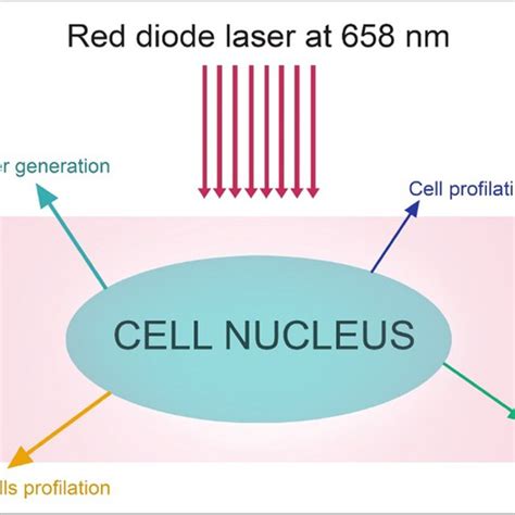 A Simple Pbm Model For The Enhancement Of Woundscar Recovery