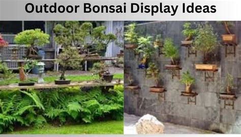 Best Outdoor Bonsai Display Ideas Most Popular Bonsai Style