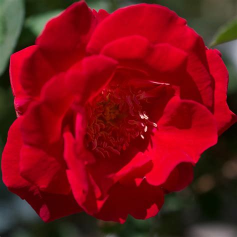 Rosa Cuthbert Grant Fieldstone Gardens Inc