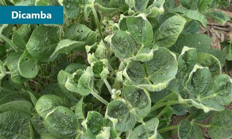 Symptoms Of Dicamba Injury In Soybeans Pioneer® Seeds
