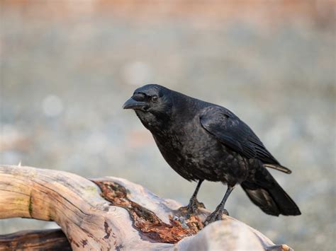 Do Crows Like Shiny Things What About Magpies Myths… Birdfact