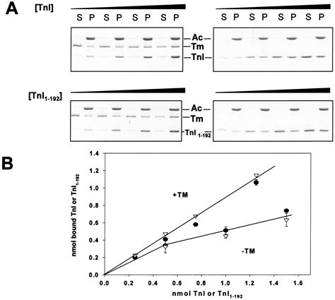 C Terminal Truncation Of Cardiac Troponin I Causes Divergent Effects On