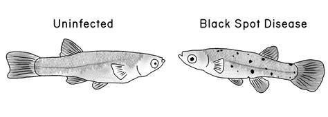 Through The Looking Glass I Why Cross Fertilize 5 Gynogenetic Fish