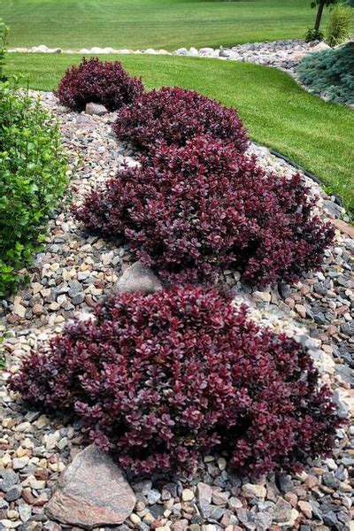Buy Concorde Dwarf Barberry Free Shipping Wilson Bros Gardens 3
