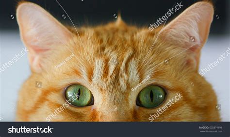 Fluffy Orange Kittens Green Eyes