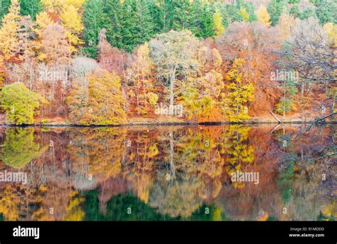 Spectacular Late Autumn Tree Colours Are Reflected In The Waters Of