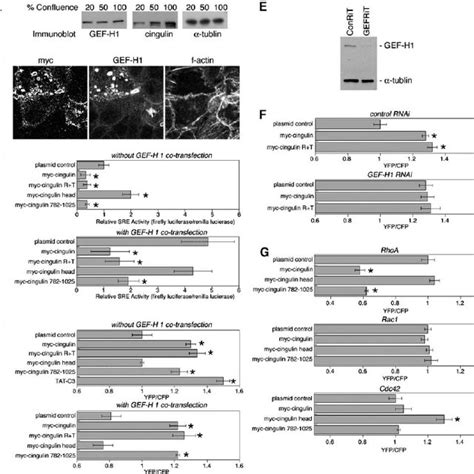 Gef H1 Directly Interacts With Cingulin A Association Of Endogenous