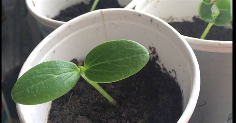 Коли сіяти огірки у 2024 році як сіяти розсаду за посівним календарем Hochu Ua