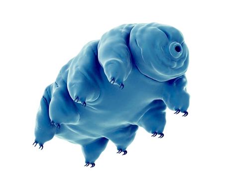 A New Analysis Of The Tardigrade Genome Reveals That They Possess A