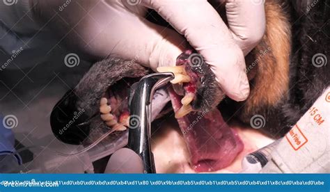 A Veterinary Dentist Removes Decayed Teeth From An Old Dog Under