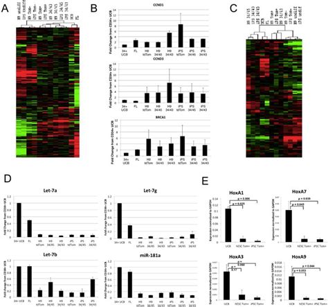 The Runx1 24 Enhancer And P1 Promoter Identify A Unique Subpopulation