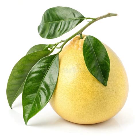 Fresh Pummelo With Leaves Isolated On White Background Stock Illustration Illustration Of