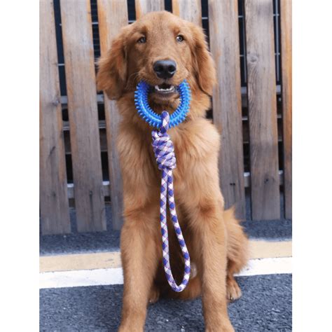 Guminis šuns žaislas Hot Blueliushoplt