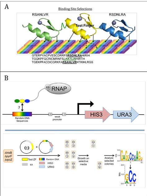 Zinc Finger Dna Binding