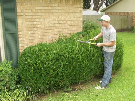 SHRUB TRIMMING SERVICES IN TORONTO Tree Doctors Inc