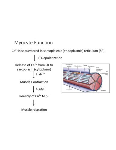Sys Path Exam 2 Musculoskeletal Flashcards Quizlet
