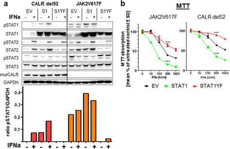 Manipulation Of Stat1 Expression And Phosphorylation Results In An