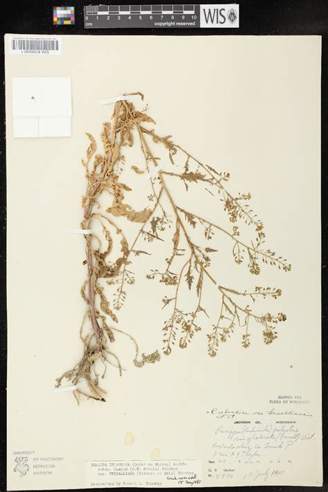Red De Herbarios Del Noroeste De México Image Details 653012