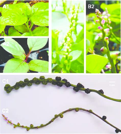 Photographs Of Basella Alba 1 And Basella Rubra 2 A1 A2 Young